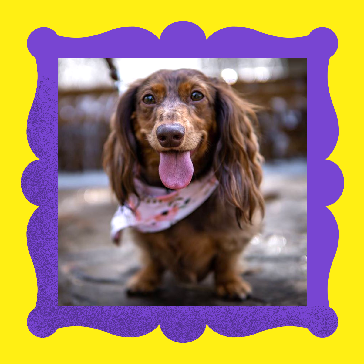 Meet Adeline — skilled hiker — and her person, Chloe – Witzig